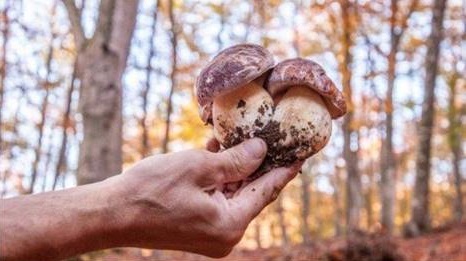 Assaggi di Funghi Porcini ad Albareto (PR) – assaggiare per credere